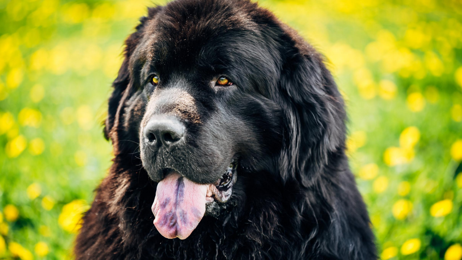 Top 10 Dogs That Don’t Bark - Stylinggo