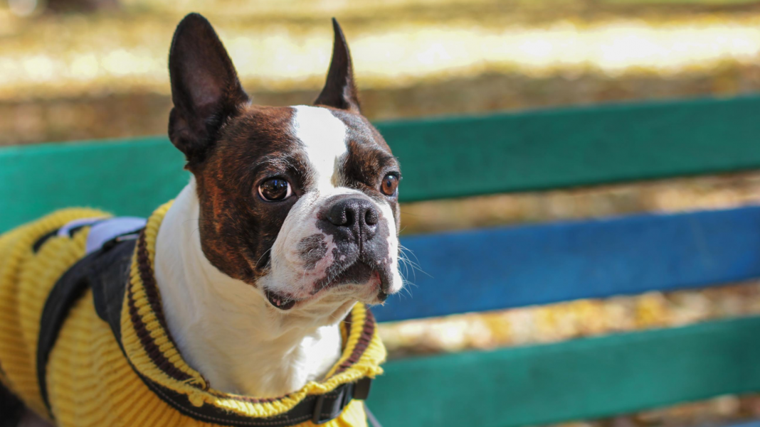 Top 10 Dogs That Don’t Bark - Stylinggo